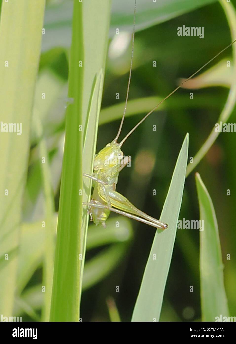 Coneheads and Meadow Katydids (Conocephalinae) Insecta Stock Photo - Alamy
