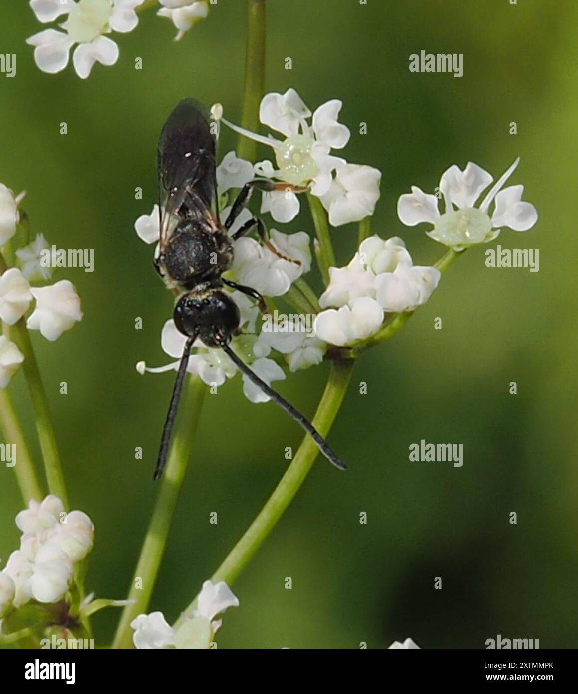 Tiphiid flower wasps hi-res stock photography and images - Alamy