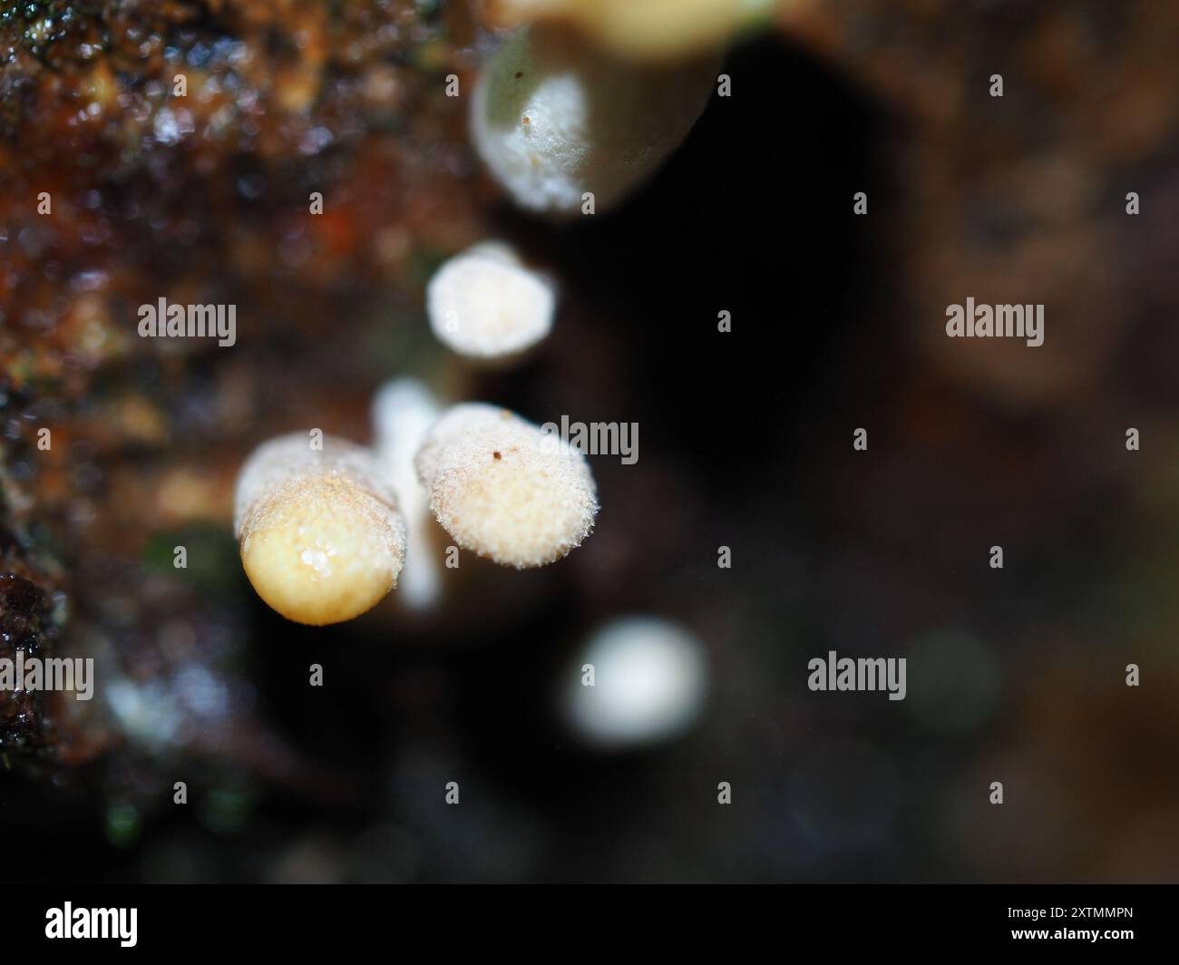 (Pleurotus purpureo-olivaceus) Fungi Stock Photo - Alamy