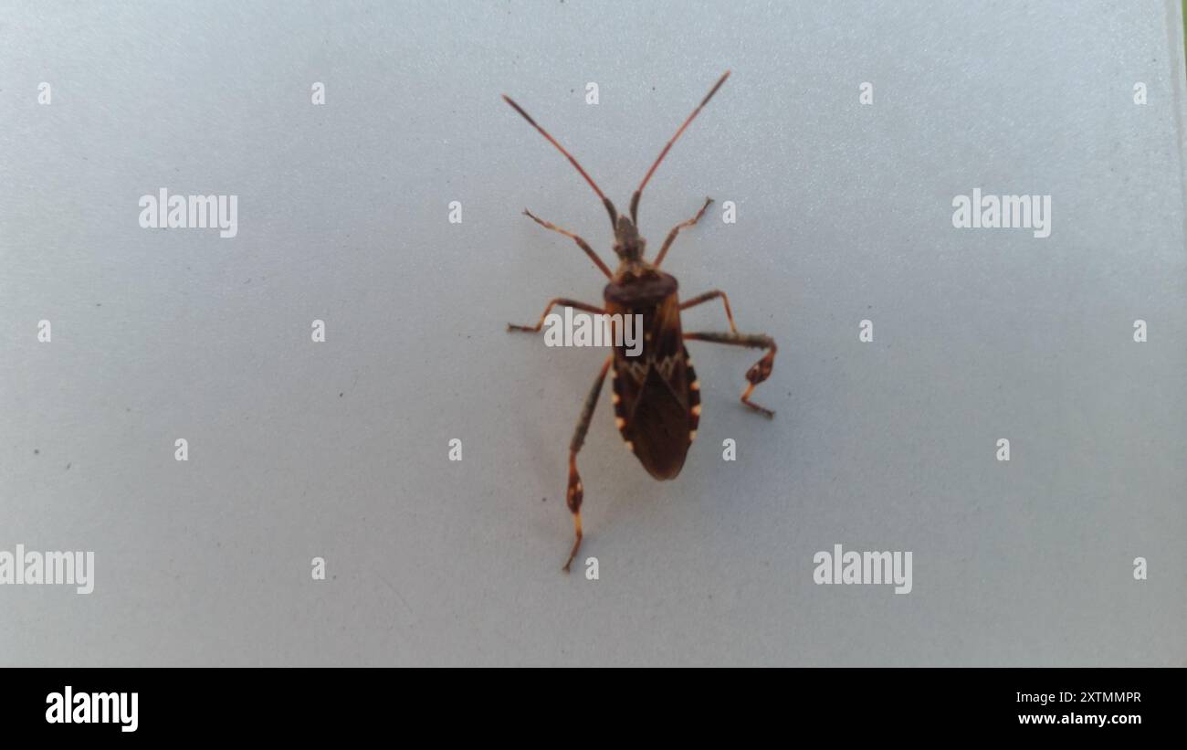 Western Conifer Seed Bug (Leptoglossus occidentalis) Insecta Stock ...