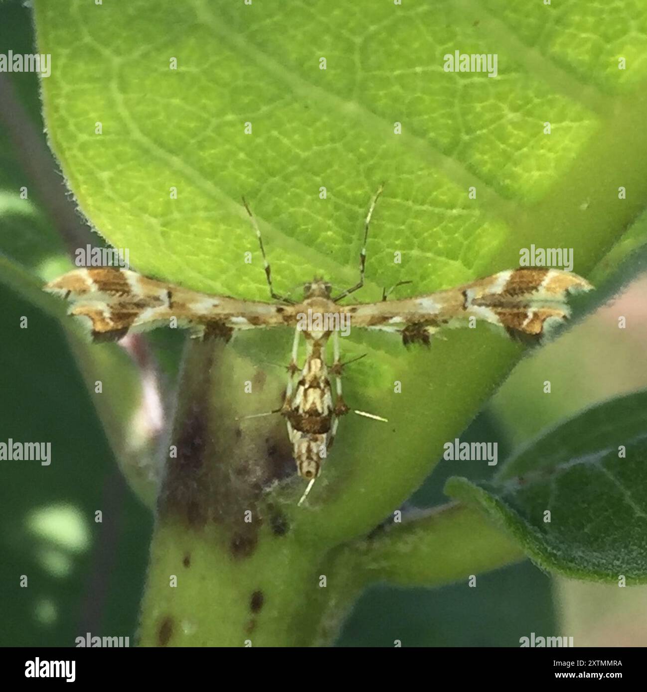 Grape and Sheppard's Plume Moths (Geina periscelidactylus) Insecta ...