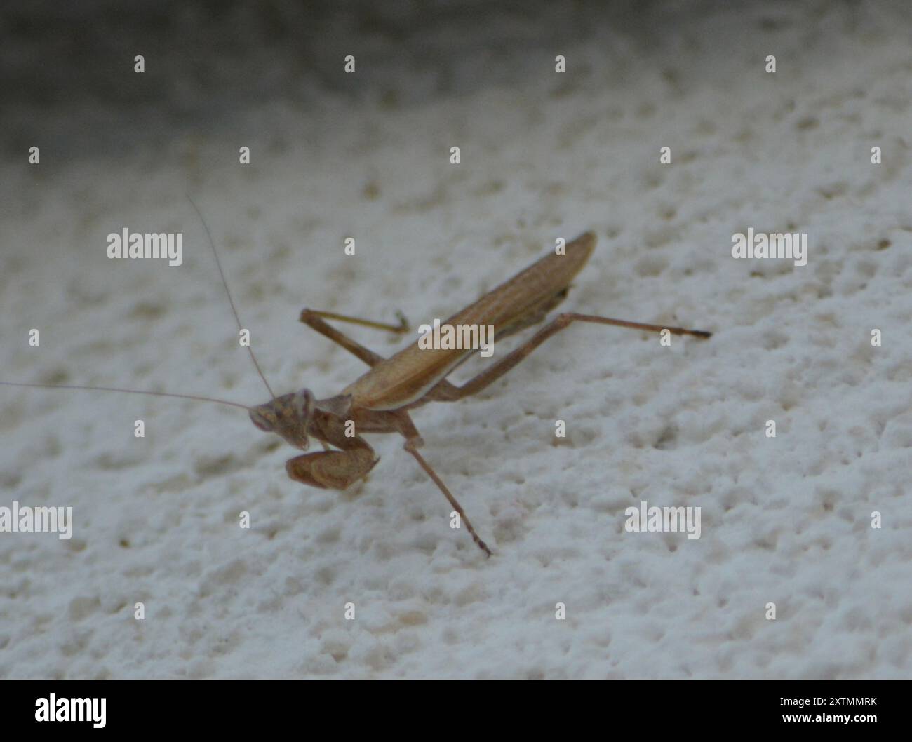 European Dwarf Mantis (Ameles spallanzania) Insecta Stock Photo - Alamy