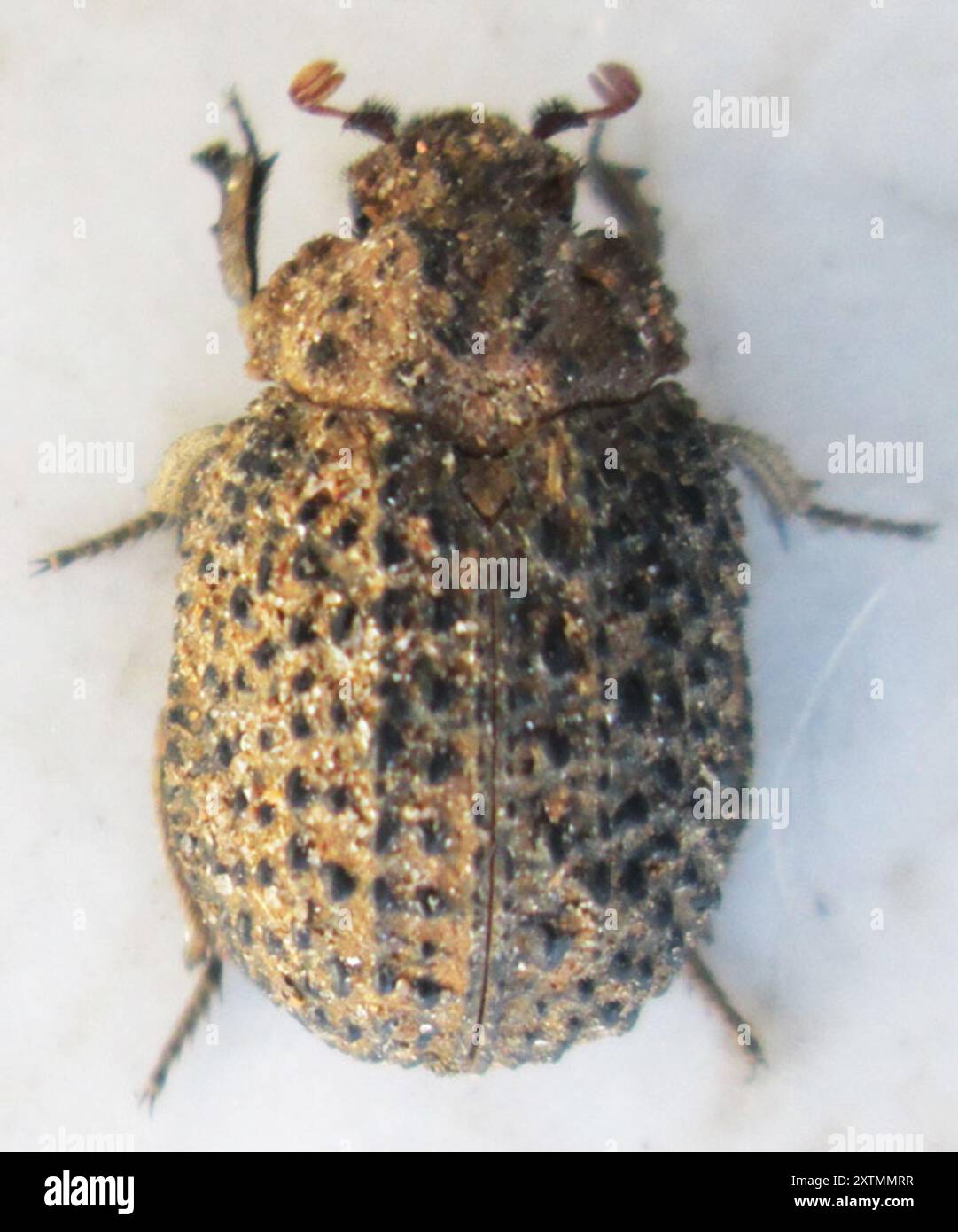 Carcass Beetles (Omorgus) Insecta Stock Photo - Alamy