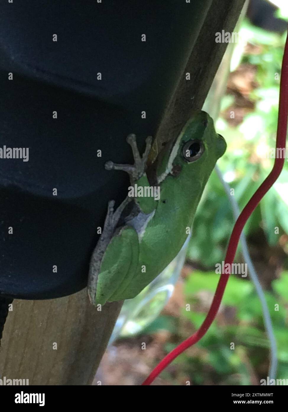Squirrel Treefrog (Hyla squirella) Amphibia Stock Photo - Alamy