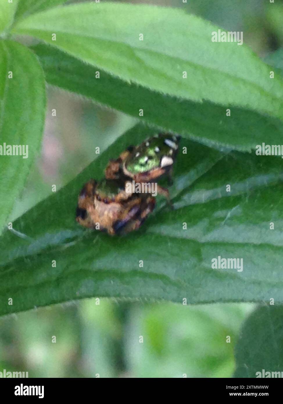 Golden Jumping Spider (Paraphidippus aurantius) Arachnida Stock Photo ...