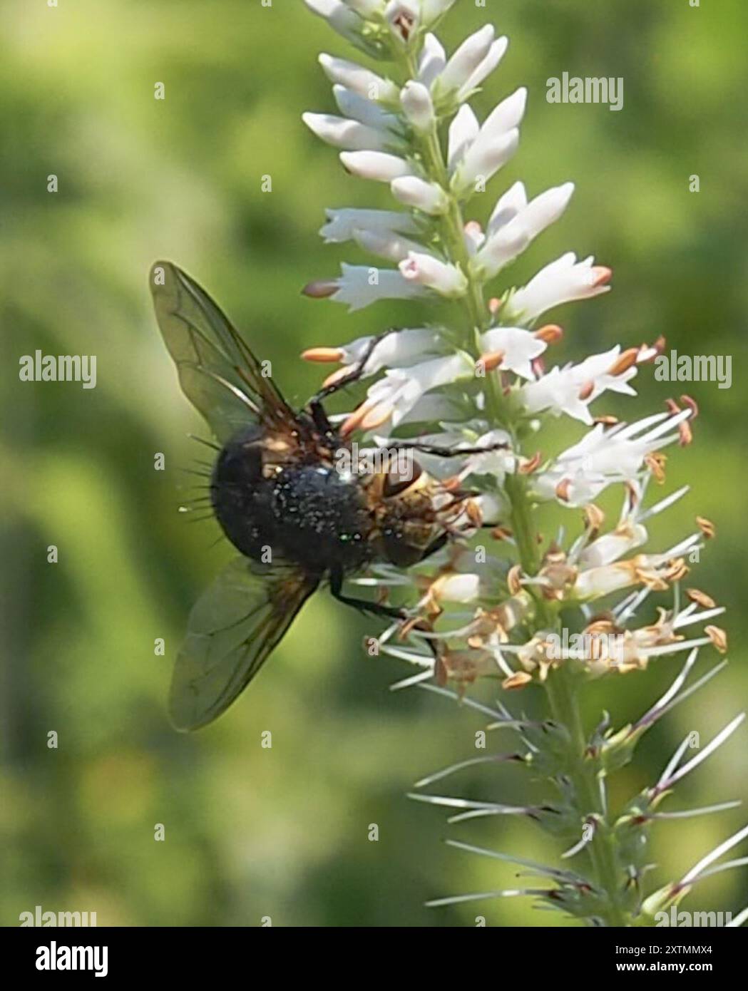 Bristle Flies (Tachinidae) Insecta Stock Photo - Alamy