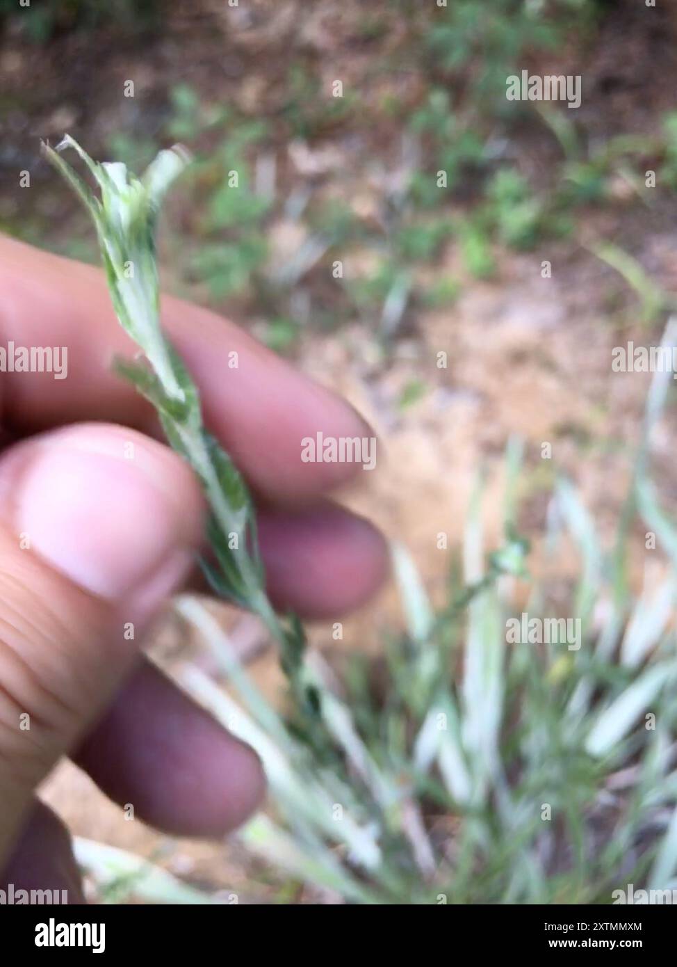 Silkgrasses (Pityopsis) Plantae Stock Photo - Alamy