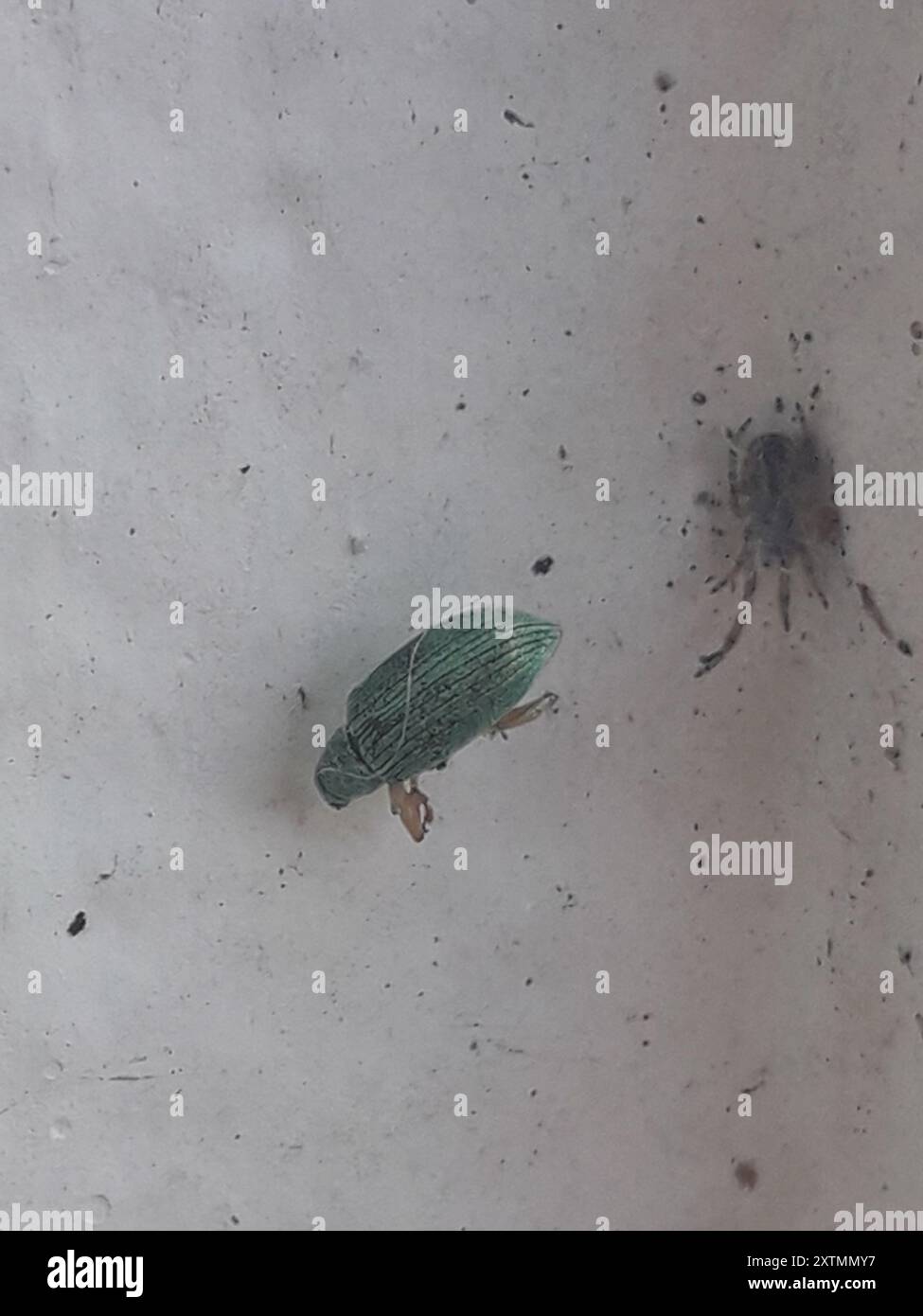 Green Immigrant Leaf Weevil (Polydrusus formosus) Insecta Stock Photo ...