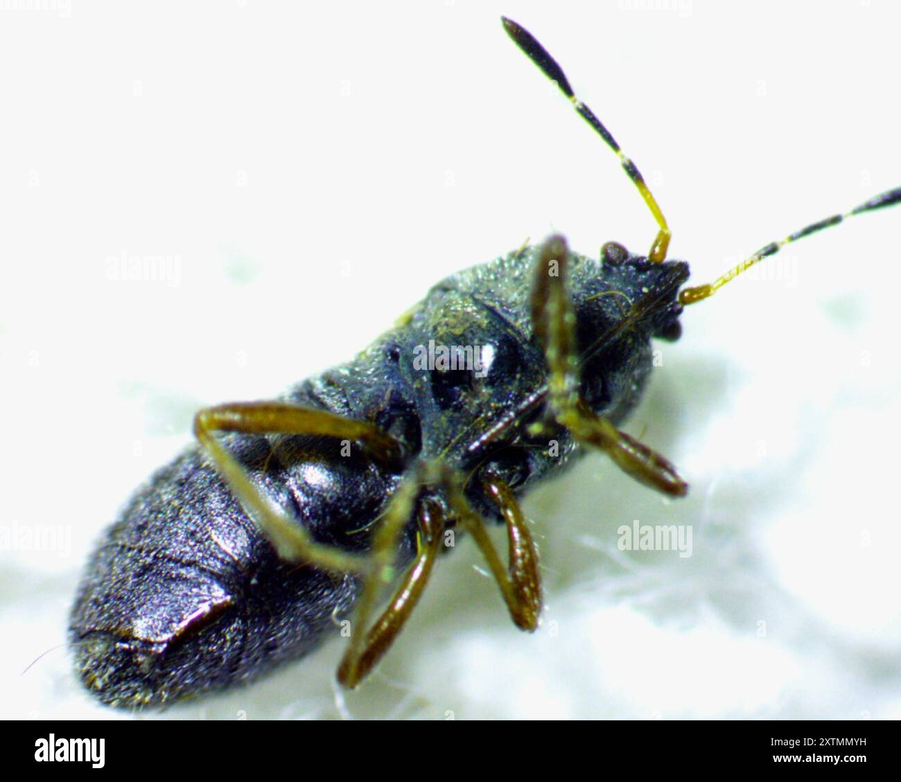 The chinch bug hi-res stock photography and images - Alamy