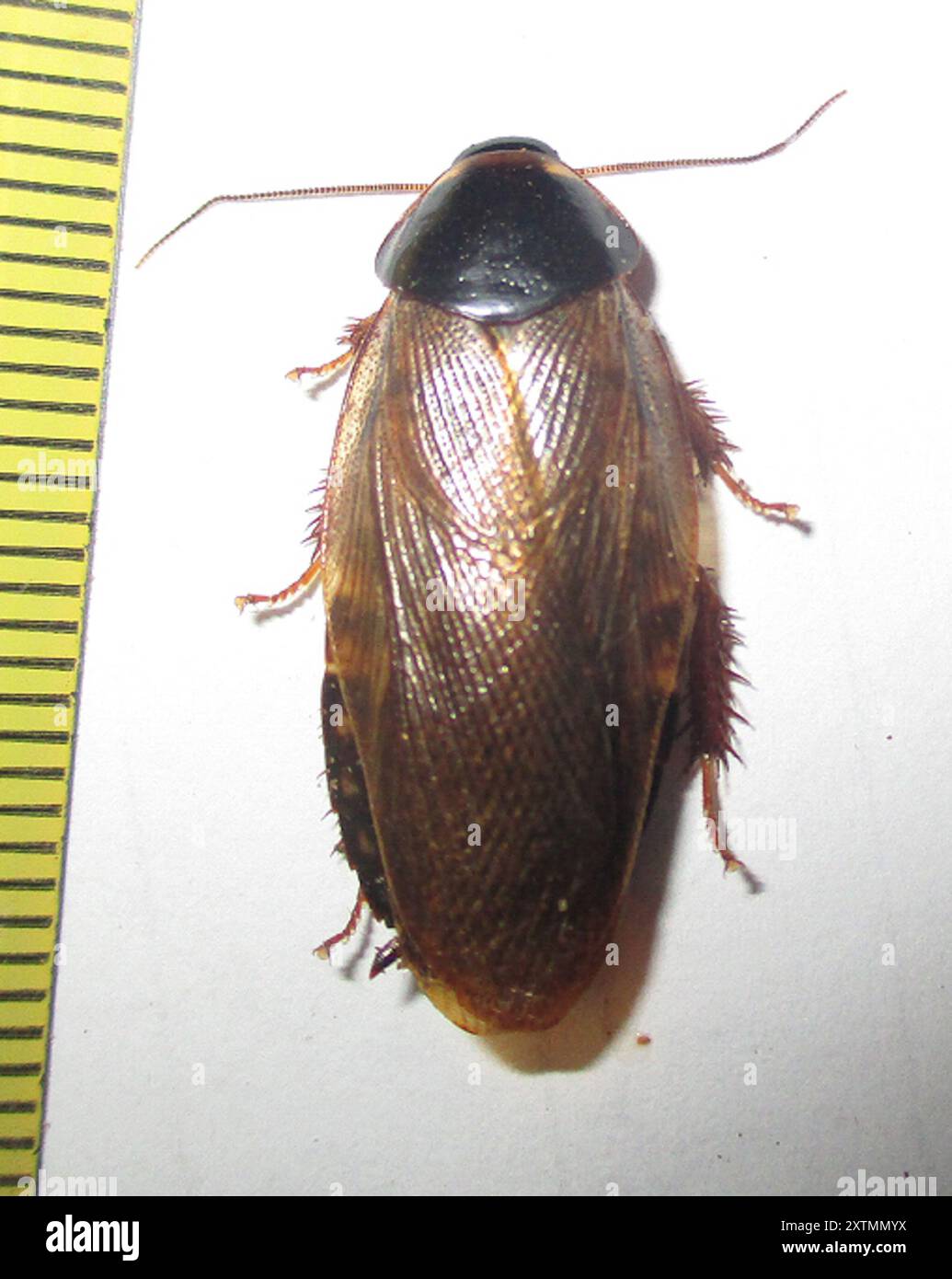 Surinam Cockroach (Pycnoscelus surinamensis) Insecta Stock Photo - Alamy