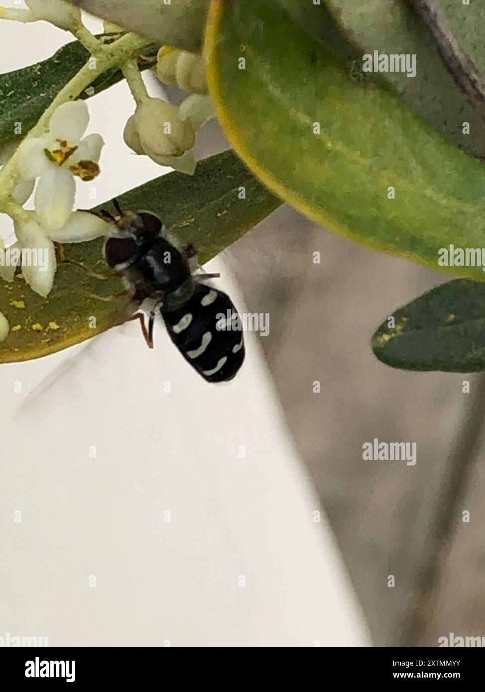 Eurasian Smoothwing (Scaeva pyrastri) Insecta Stock Photo - Alamy