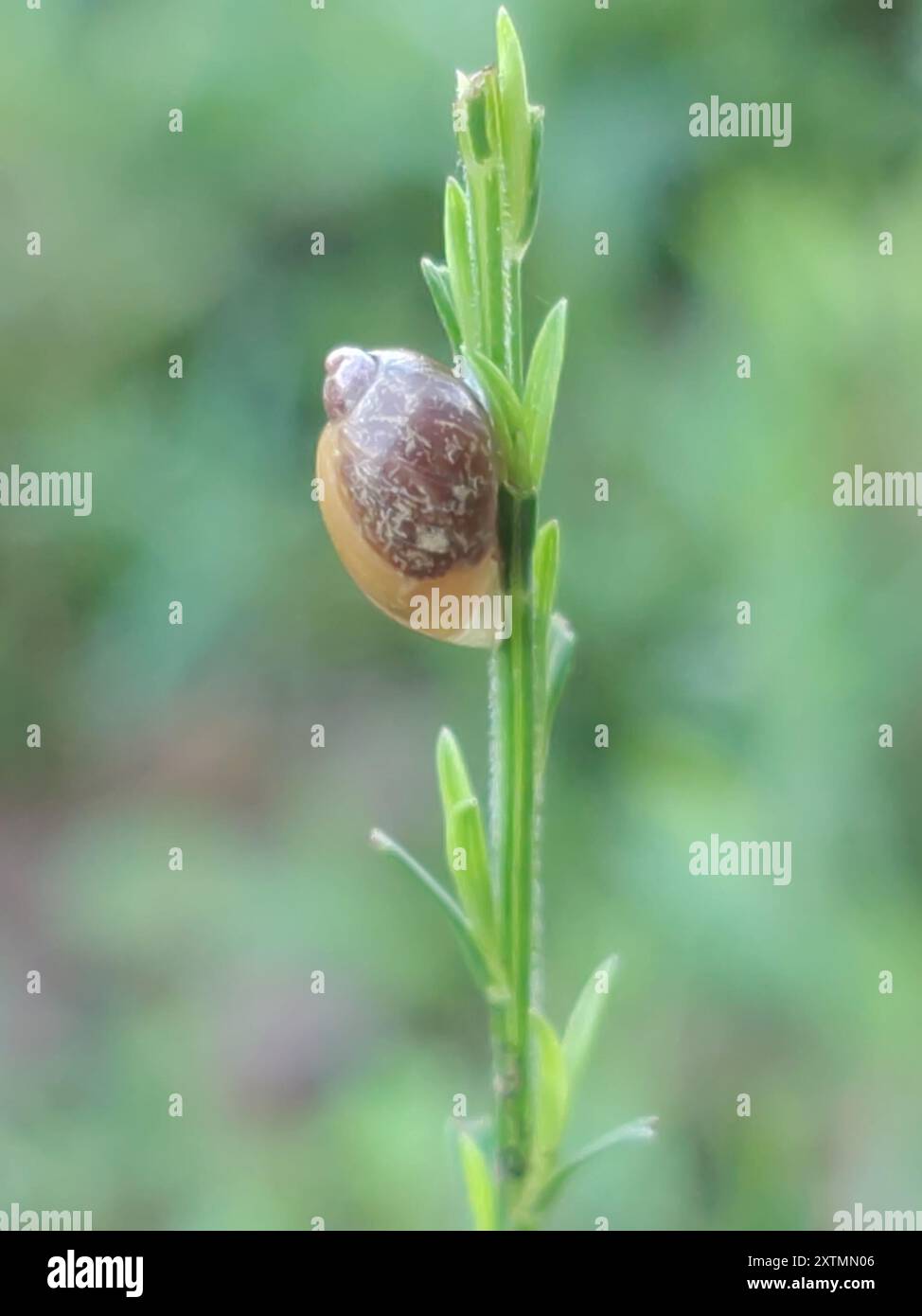 Amber Snails (Succineidae) Mollusca Stock Photo - Alamy