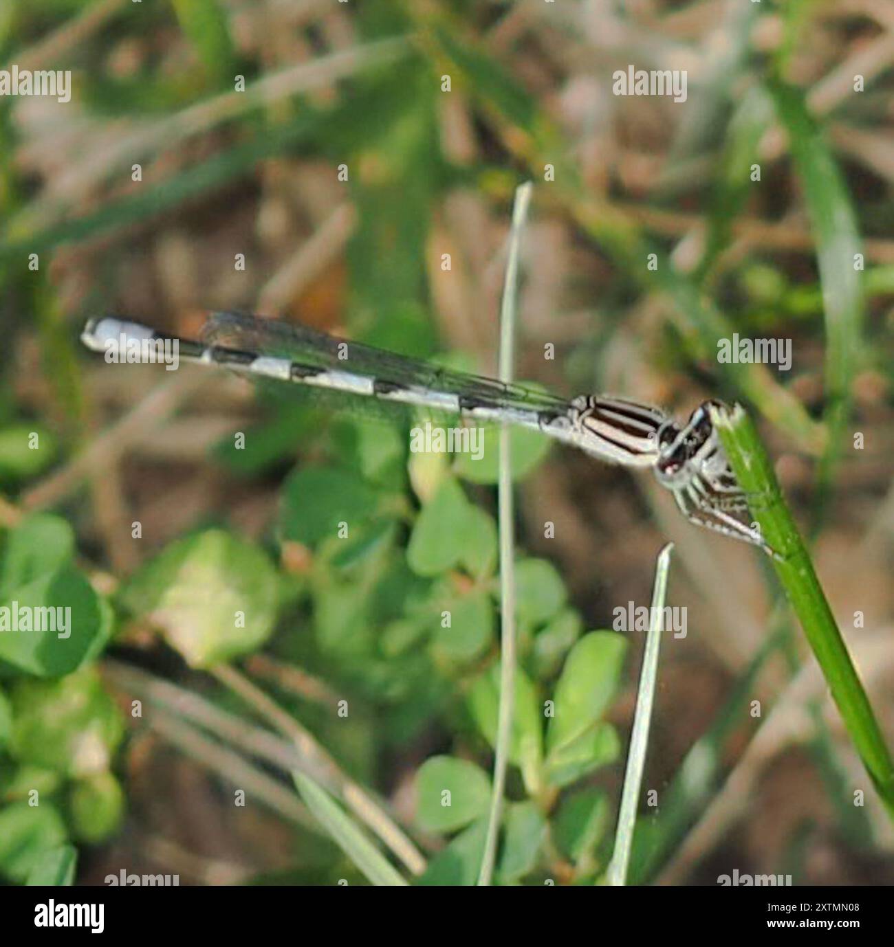 Big Bluet (Enallagma durum) Insecta Stock Photo - Alamy