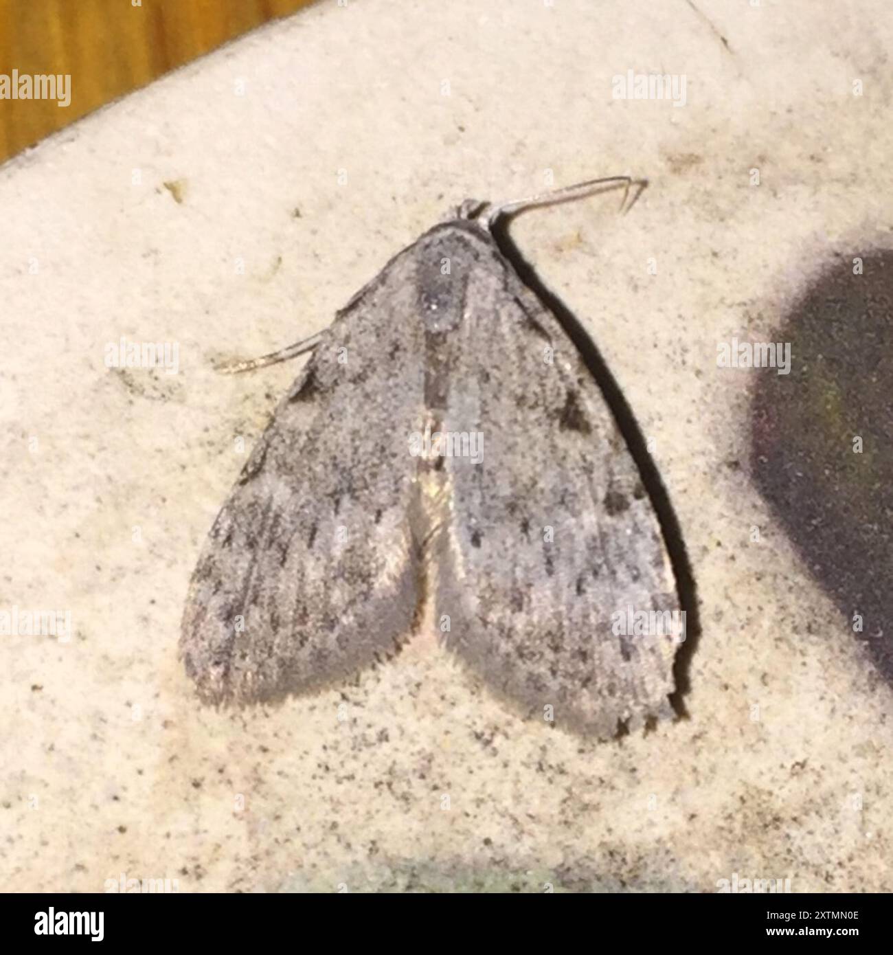 Confused Meganola Moth (Meganola minuscula) Insecta Stock Photo - Alamy