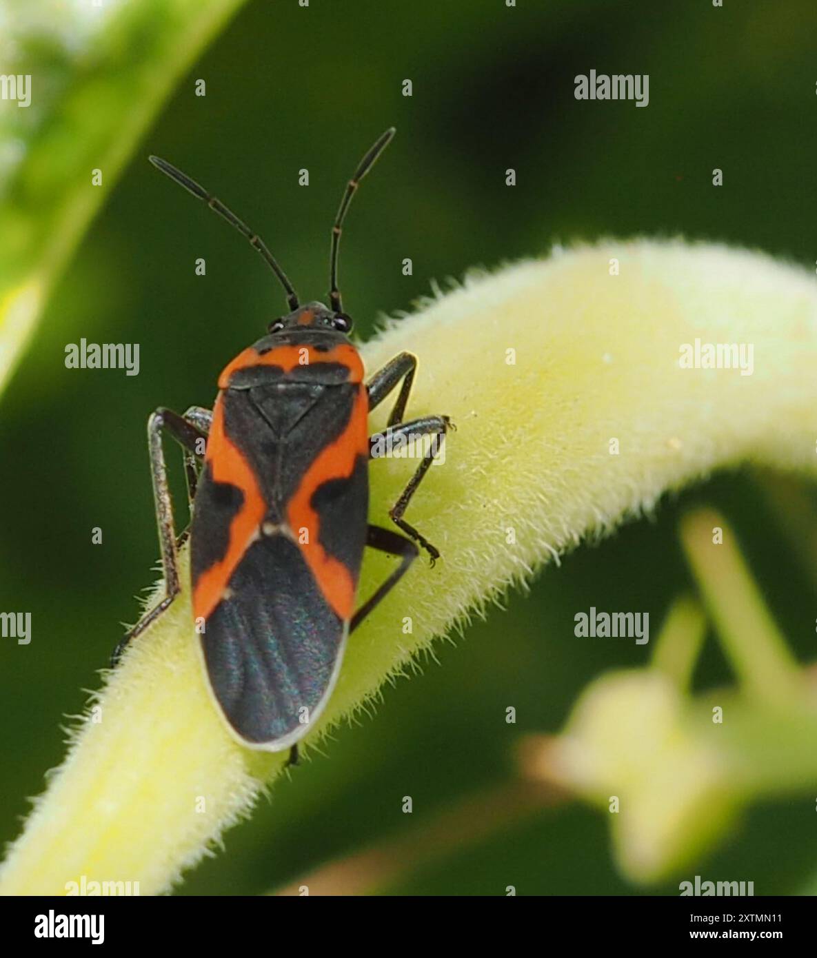 Small Milkweed Bug (Lygaeus kalmii) Insecta Stock Photo - Alamy
