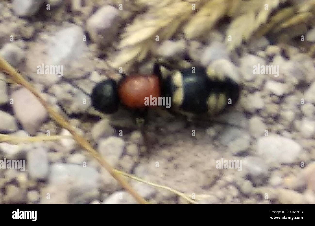 Large Velvet Ant (Mutilla europaea) Insecta Stock Photo - Alamy