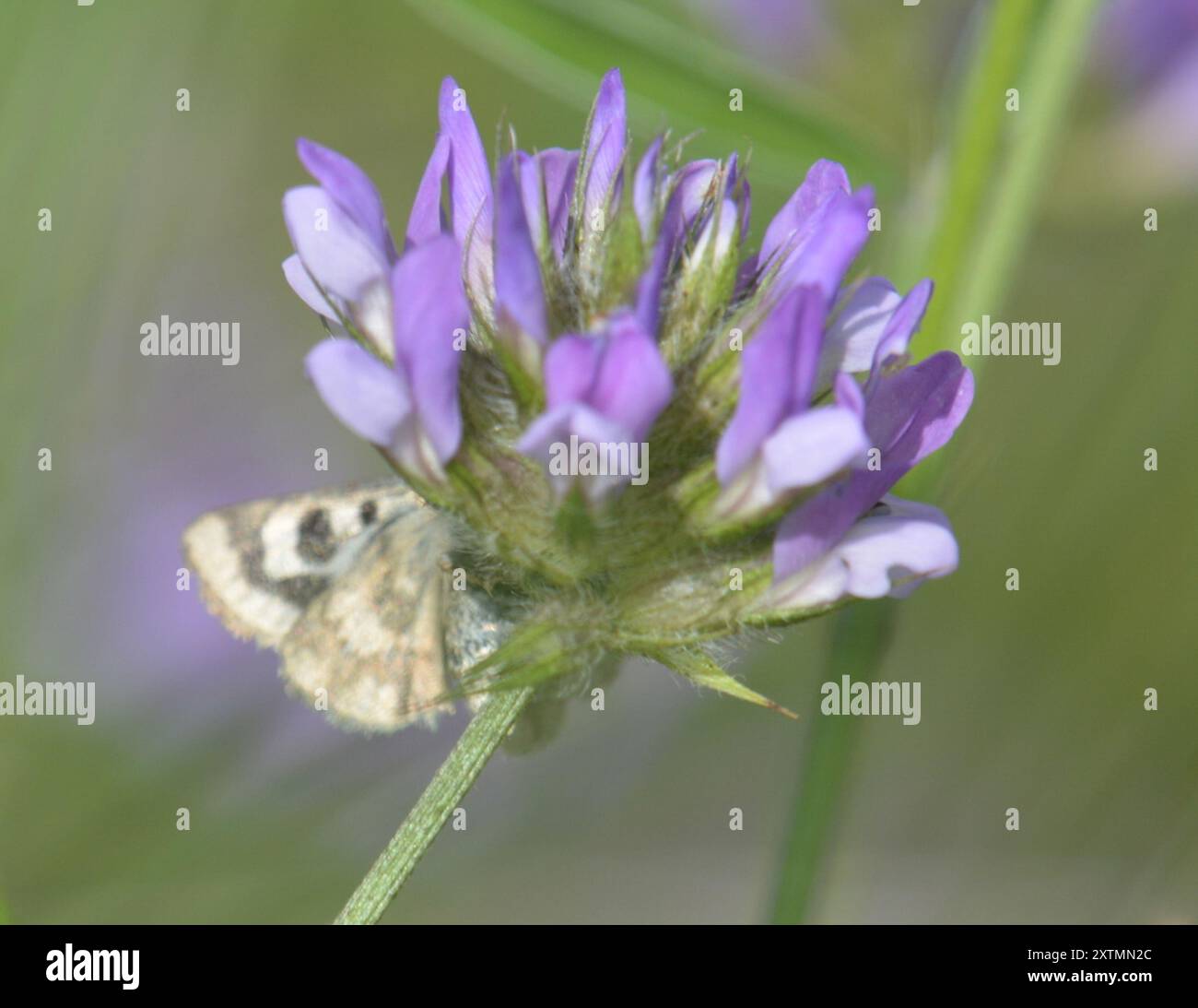 Marbled Clover (Heliothis viriplaca) Insecta Stock Photo - Alamy