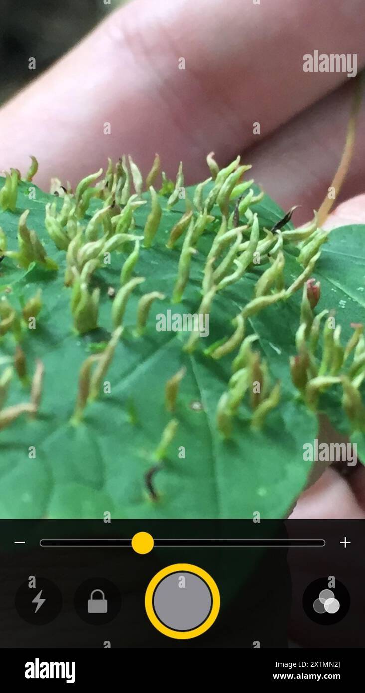 Maple Spindle Gall Mite (Vasates aceriscrumena) Arachnida Stock Photo ...