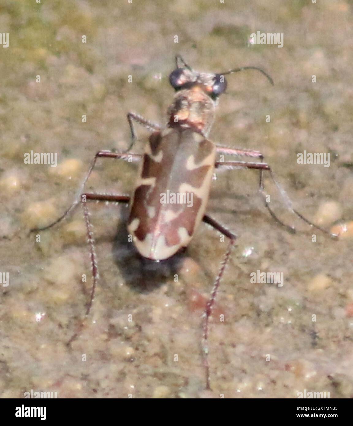 Sandy Stream Tiger Beetle (Ellipsoptera macra) Insecta Stock Photo - Alamy