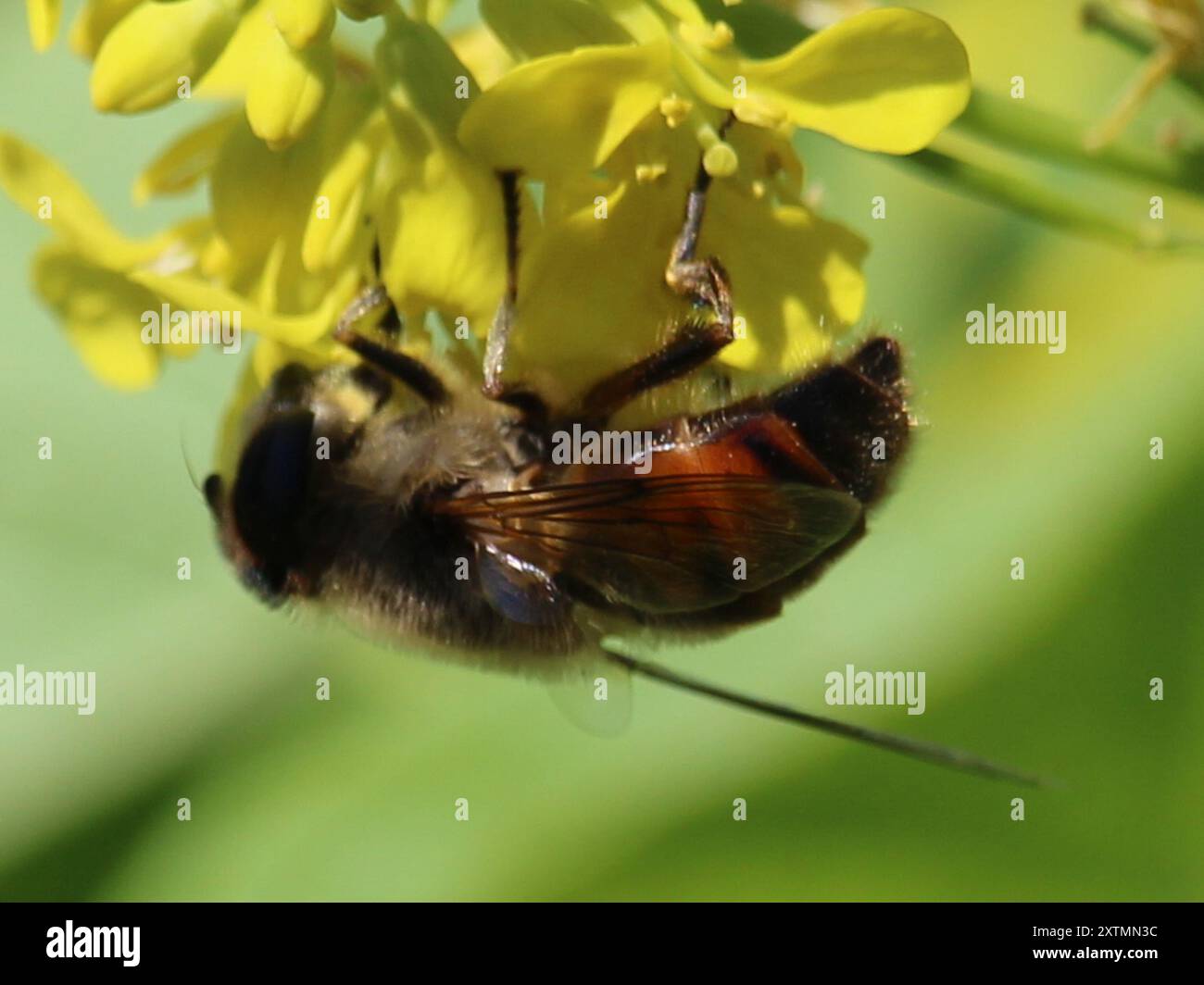 Common Drone Fly (Eristalis tenax) Insecta Stock Photo - Alamy