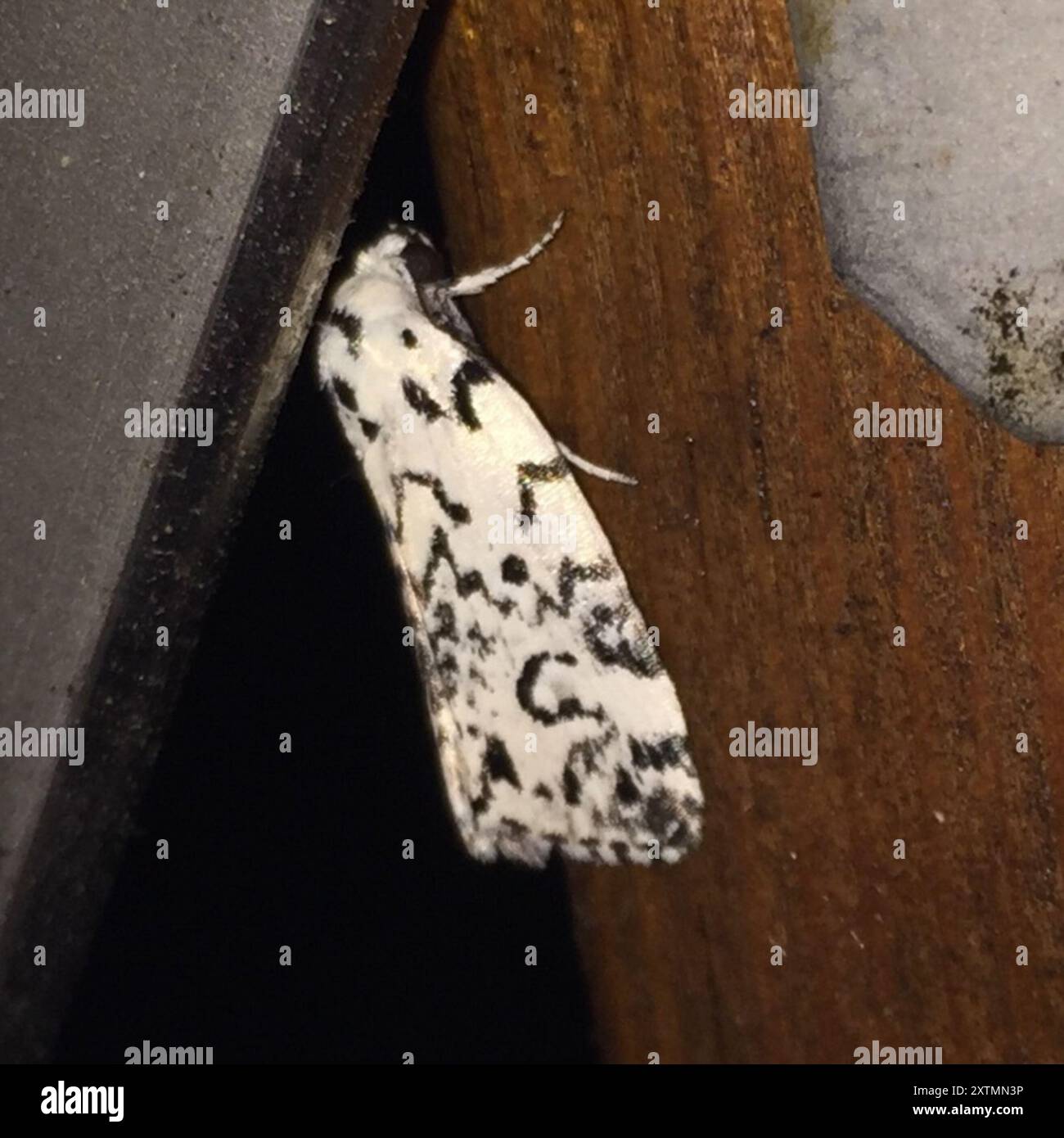 Hebrew Moth (Polygrammate hebraeicum) Insecta Stock Photo - Alamy