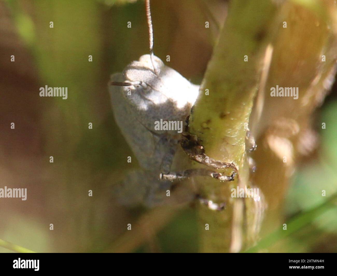 Carolina Grasshopper (Dissosteira carolina) Insecta Stock Photo - Alamy