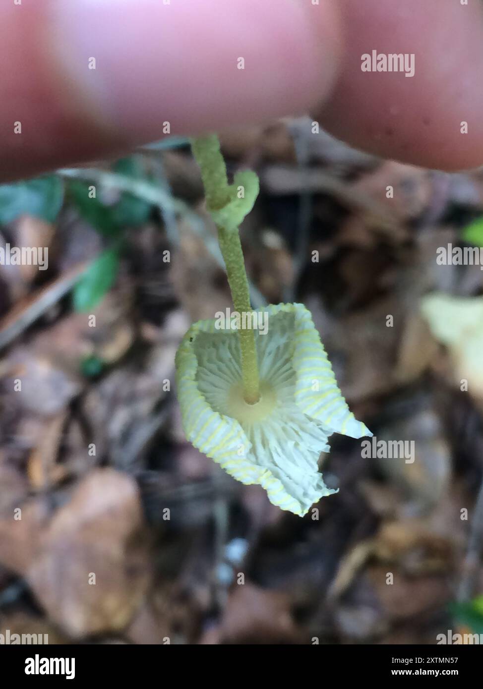 Fragile Dapperling (Leucocoprinus fragilissimus) Fungi Stock Photo - Alamy