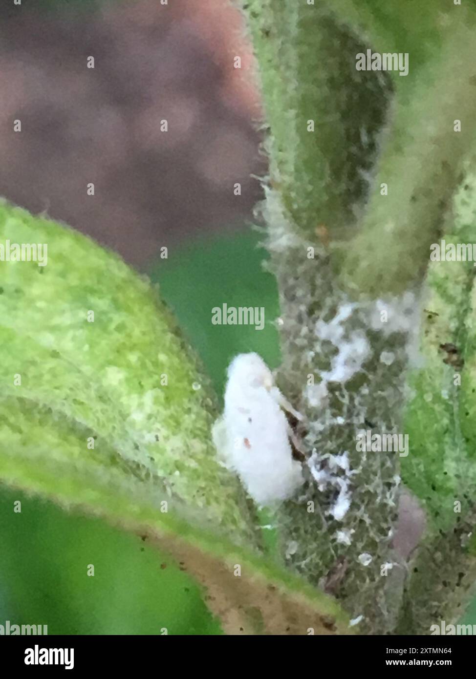 Flatid Planthoppers (Flatidae) Insecta Stock Photo - Alamy