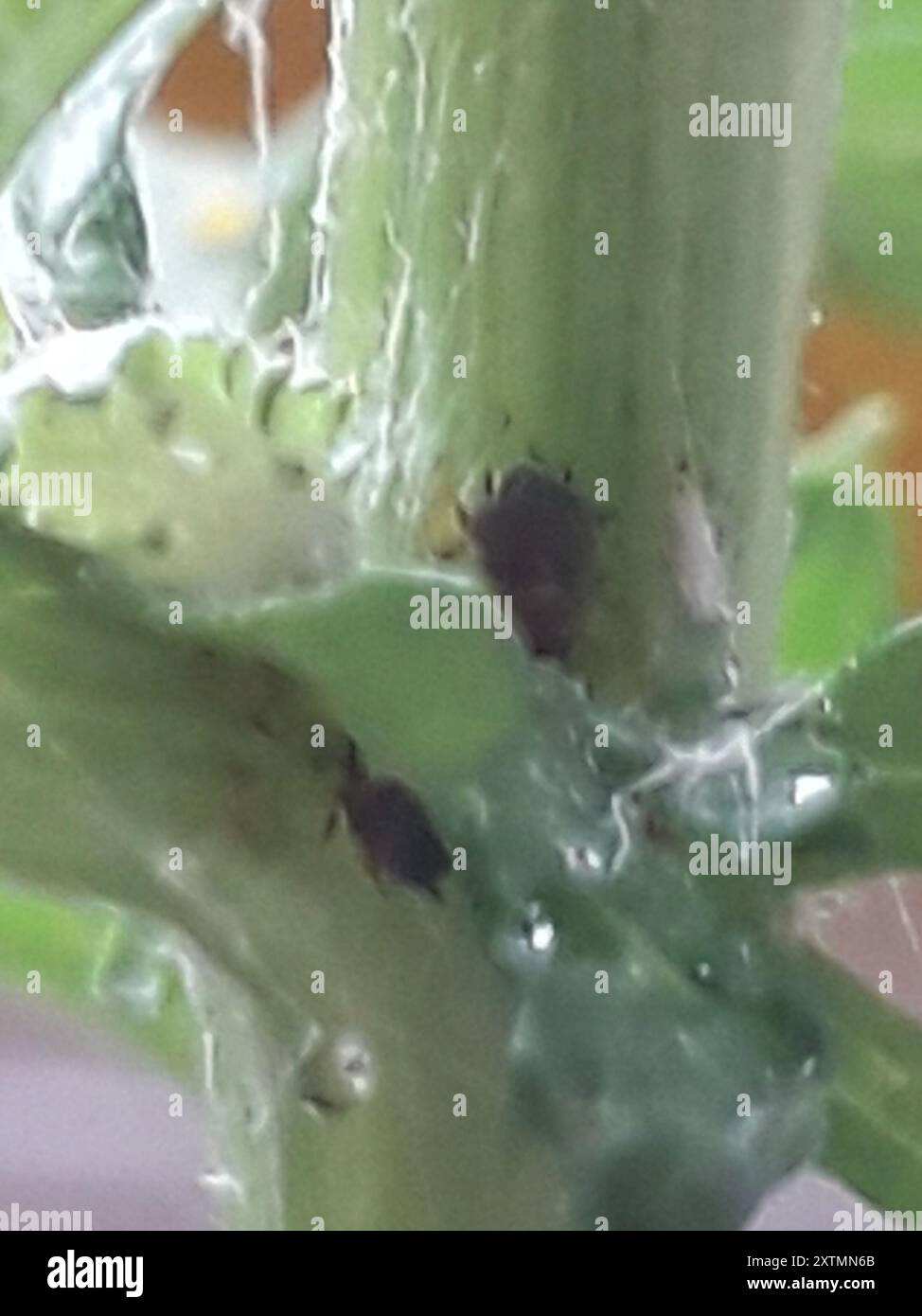 Plum-thistle Aphid (Brachycaudus cardui) Insecta Stock Photo - Alamy