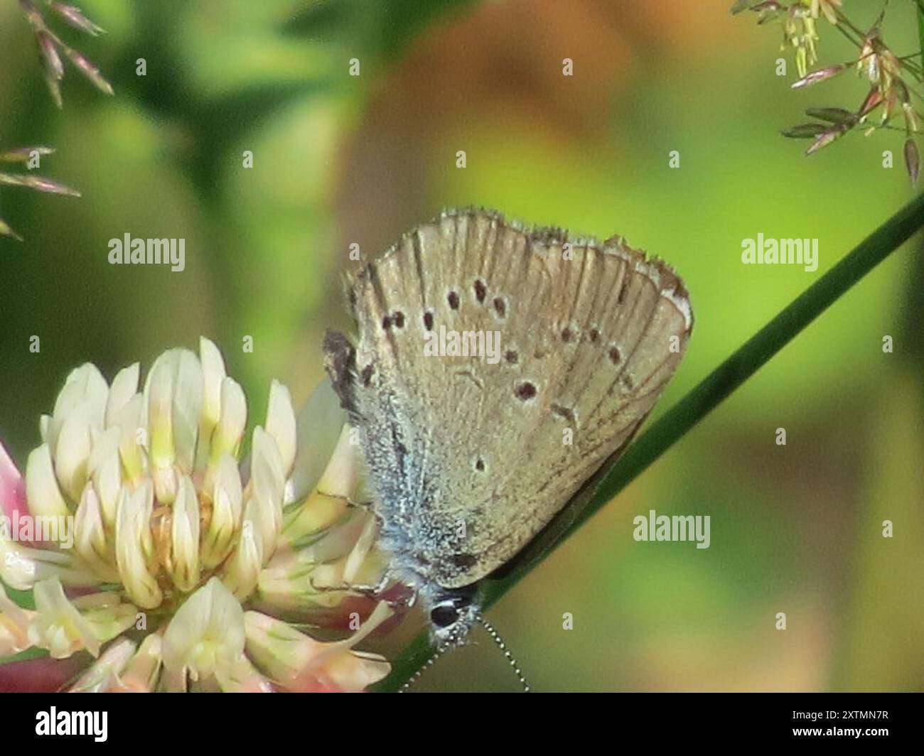 Mazarine Blue (Cyaniris semiargus) Insecta Stock Photo - Alamy
