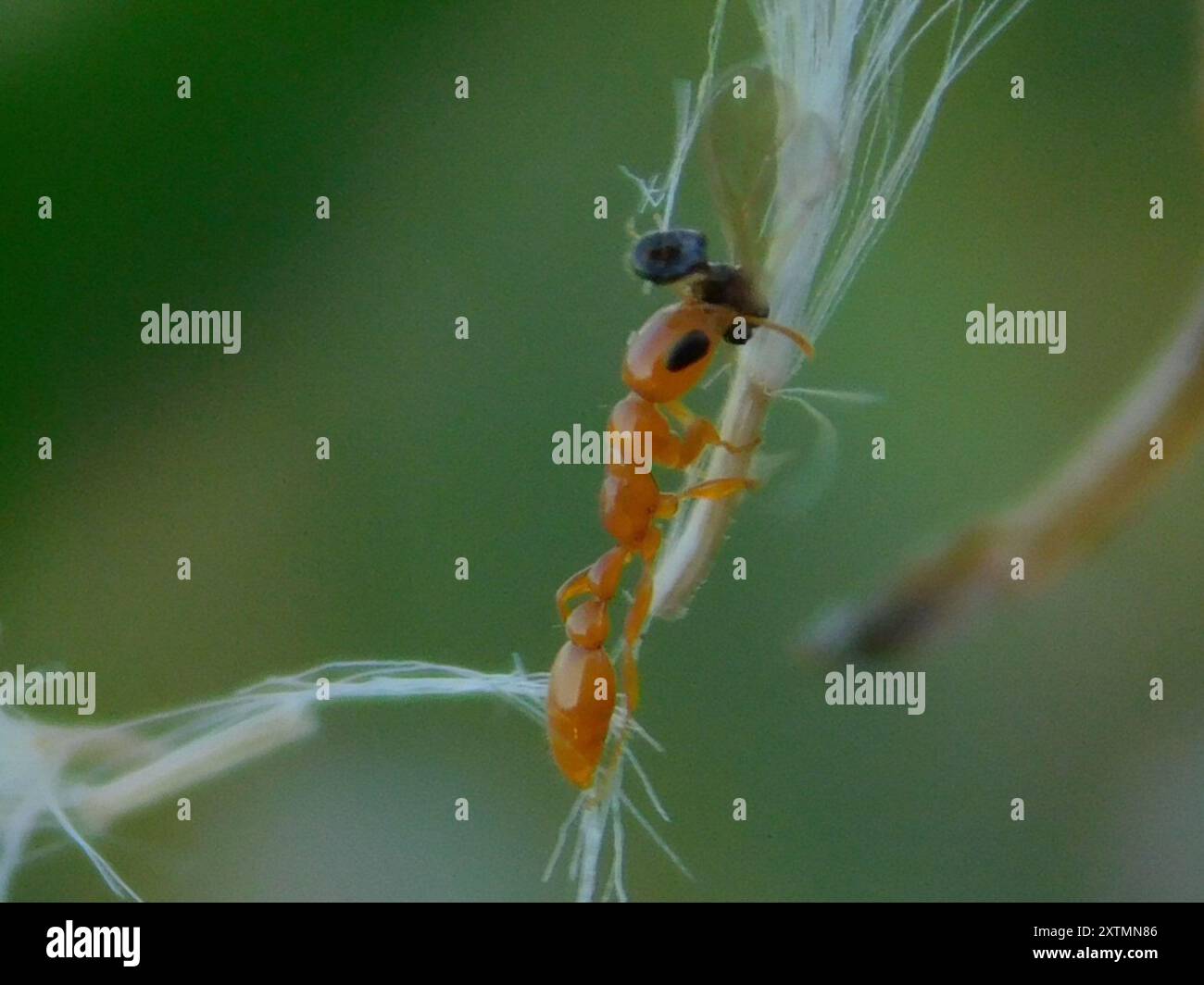 Pallidus-group Twig Ants (Pseudomyrmex pallidus) Insecta Stock Photo ...