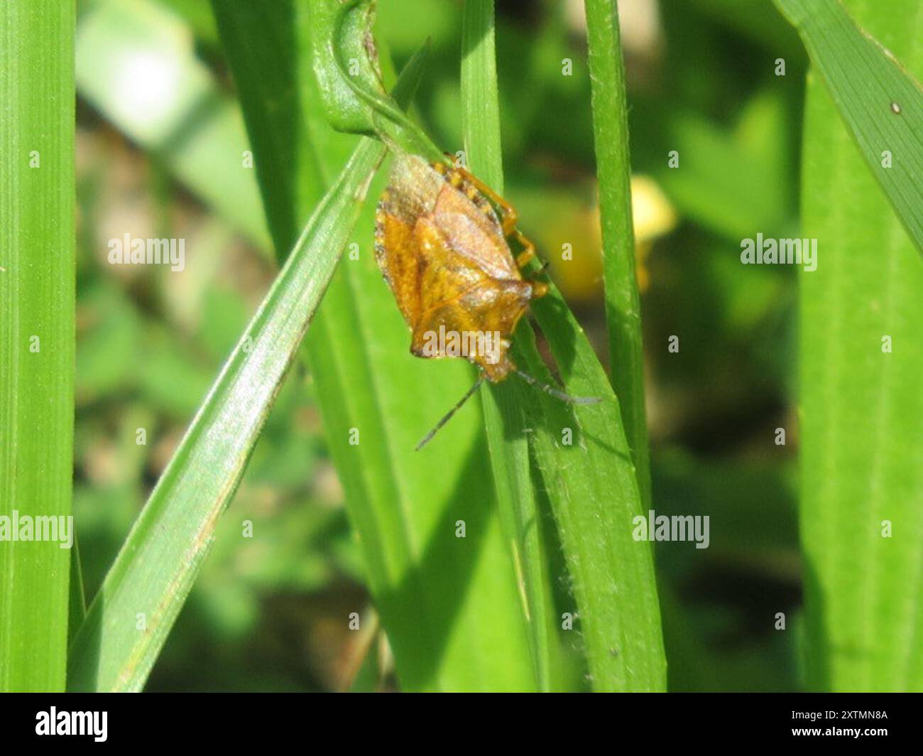Black-shouldered Shieldbug (Carpocoris purpureipennis) Insecta Stock ...