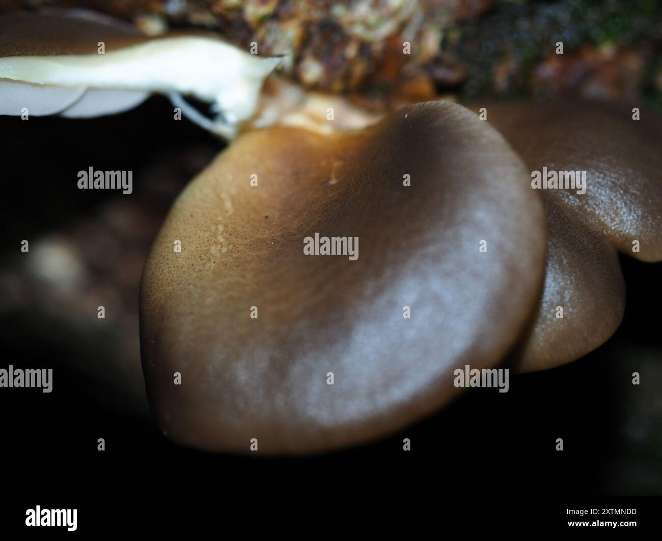 (Pleurotus purpureo-olivaceus) Fungi Stock Photo - Alamy