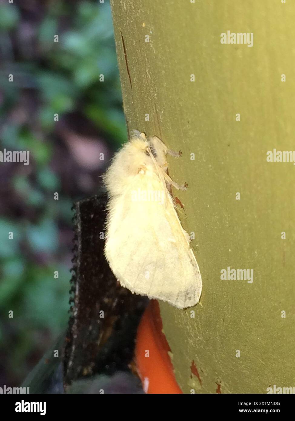 Waved black moth hi-res stock photography and images - Alamy