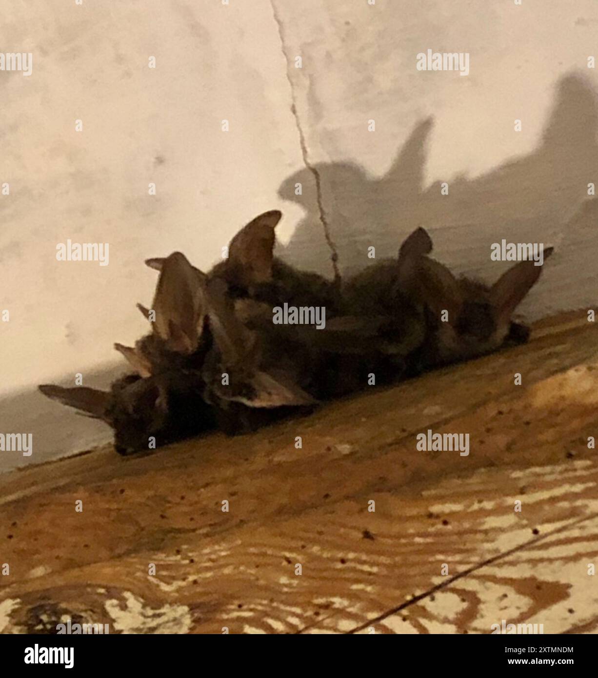 Long-eared Bats (Plecotus) Mammalia Stock Photo - Alamy