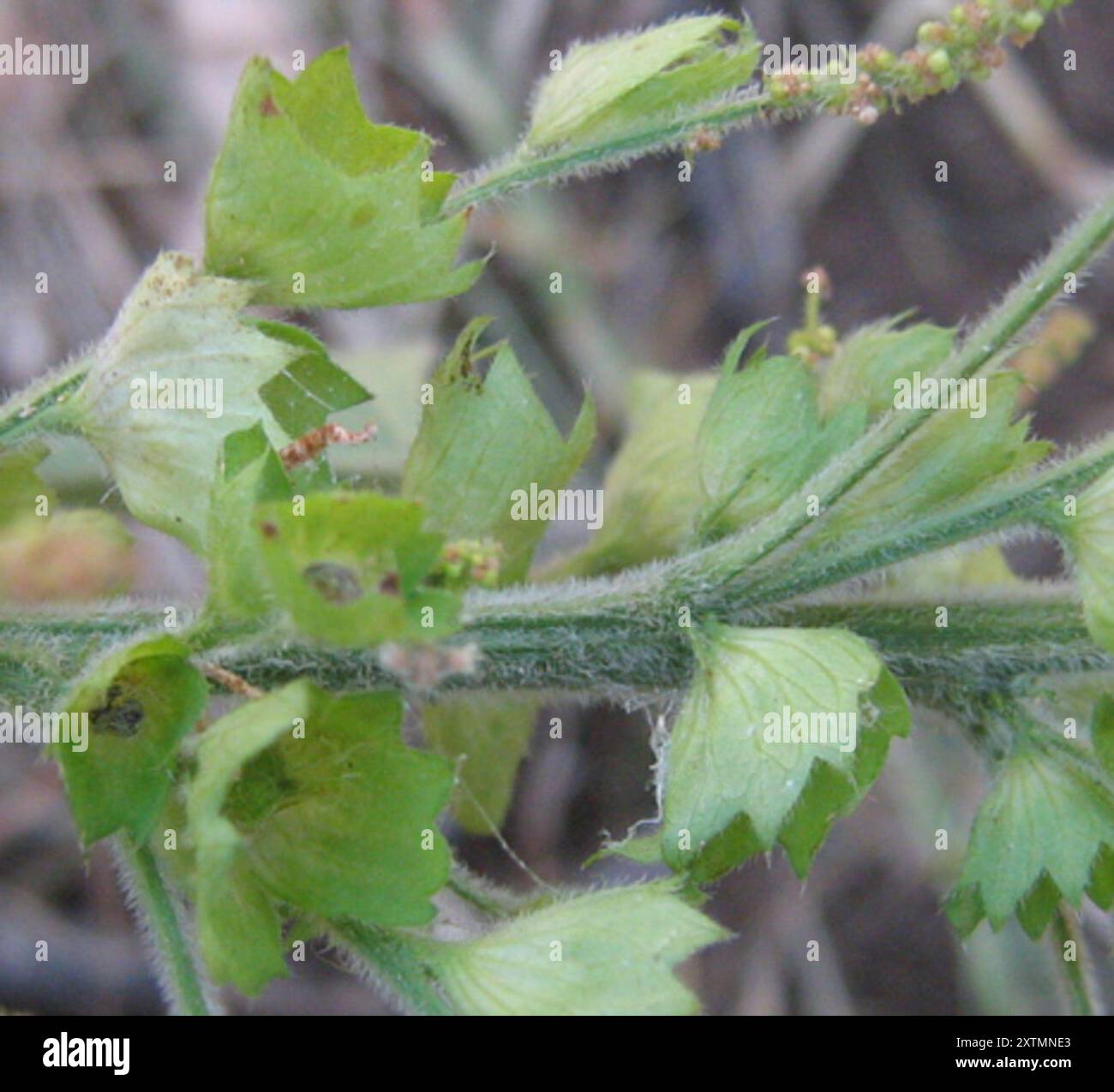 three-seeded mercuries (Acalypha) Plantae Stock Photo - Alamy