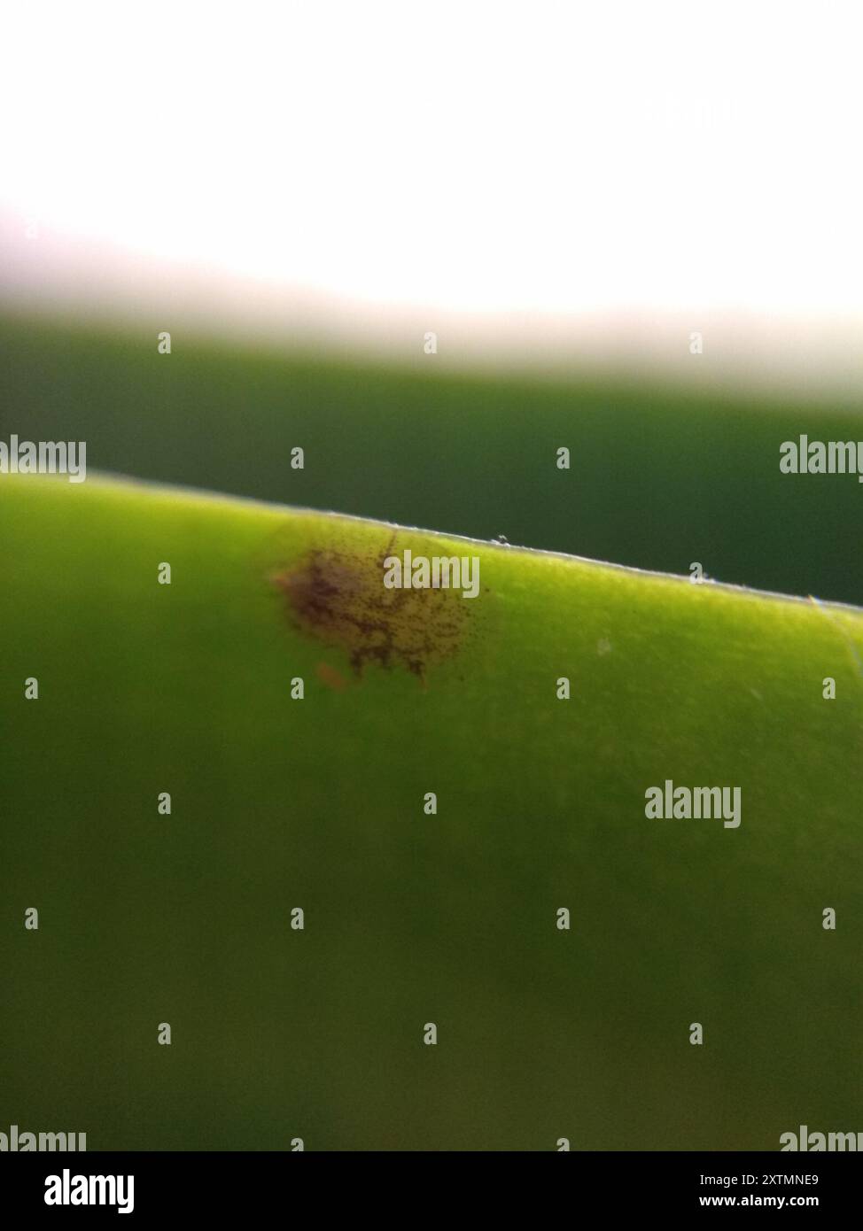 Brown Soft Scale (Coccus hesperidum) Insecta Stock Photo - Alamy