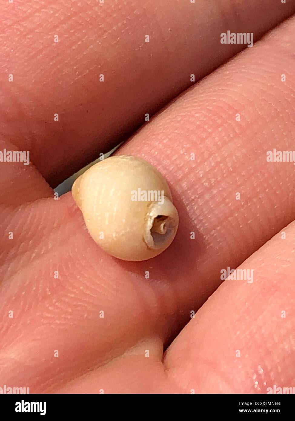 Atlantic Dogwhelk (Nucella lapillus) Mollusca Stock Photo - Alamy