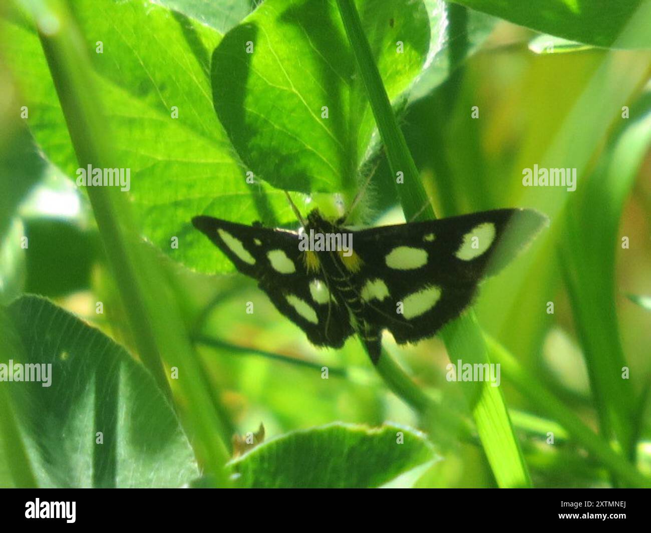 White-spotted Sable (Anania funebris) Insecta Stock Photo - Alamy