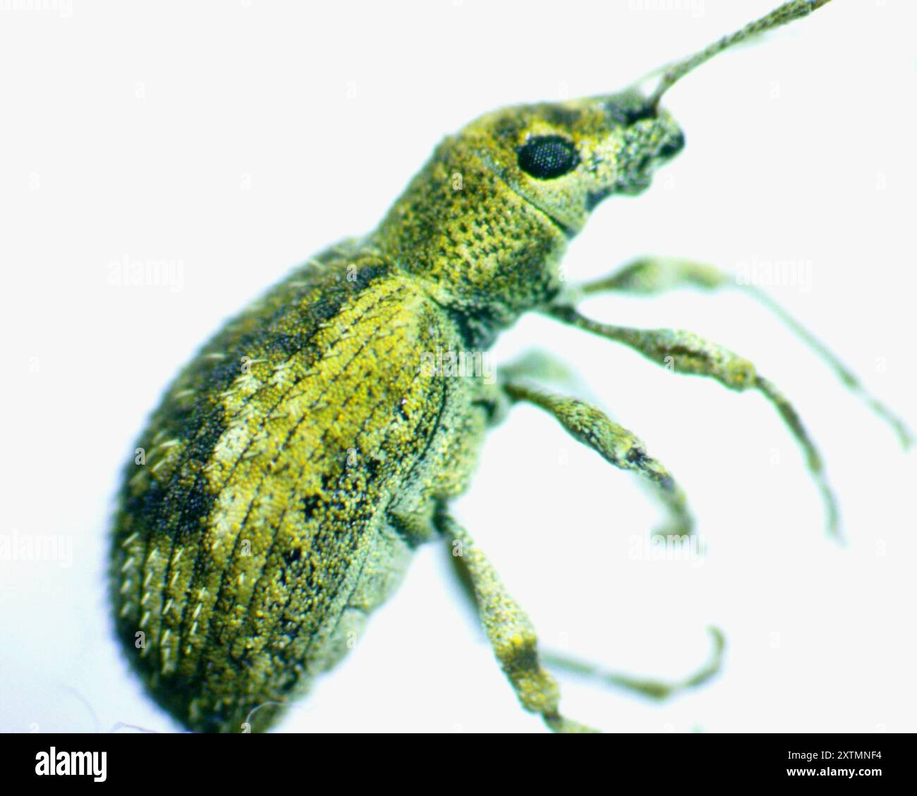 Peach Root Weevil (Pseudoedophrys hilleri) Insecta Stock Photo - Alamy
