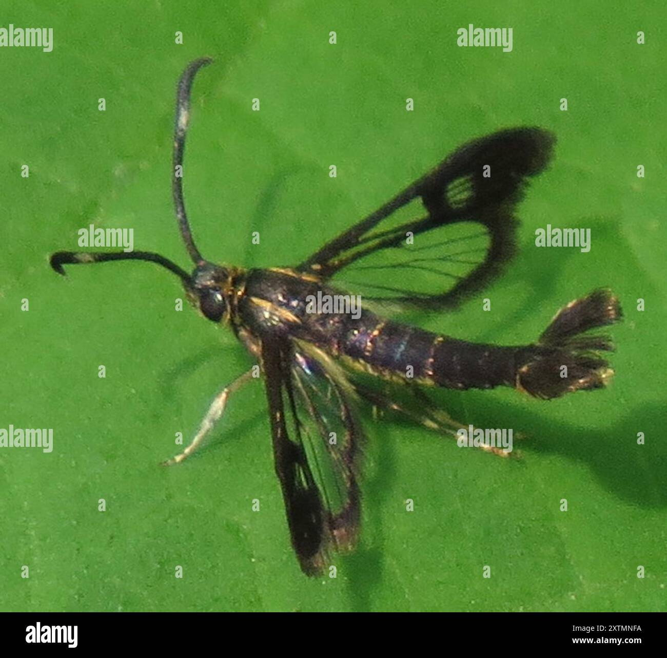 Ithaca Clearwing Moth (Carmenta ithacae) Insecta Stock Photo - Alamy