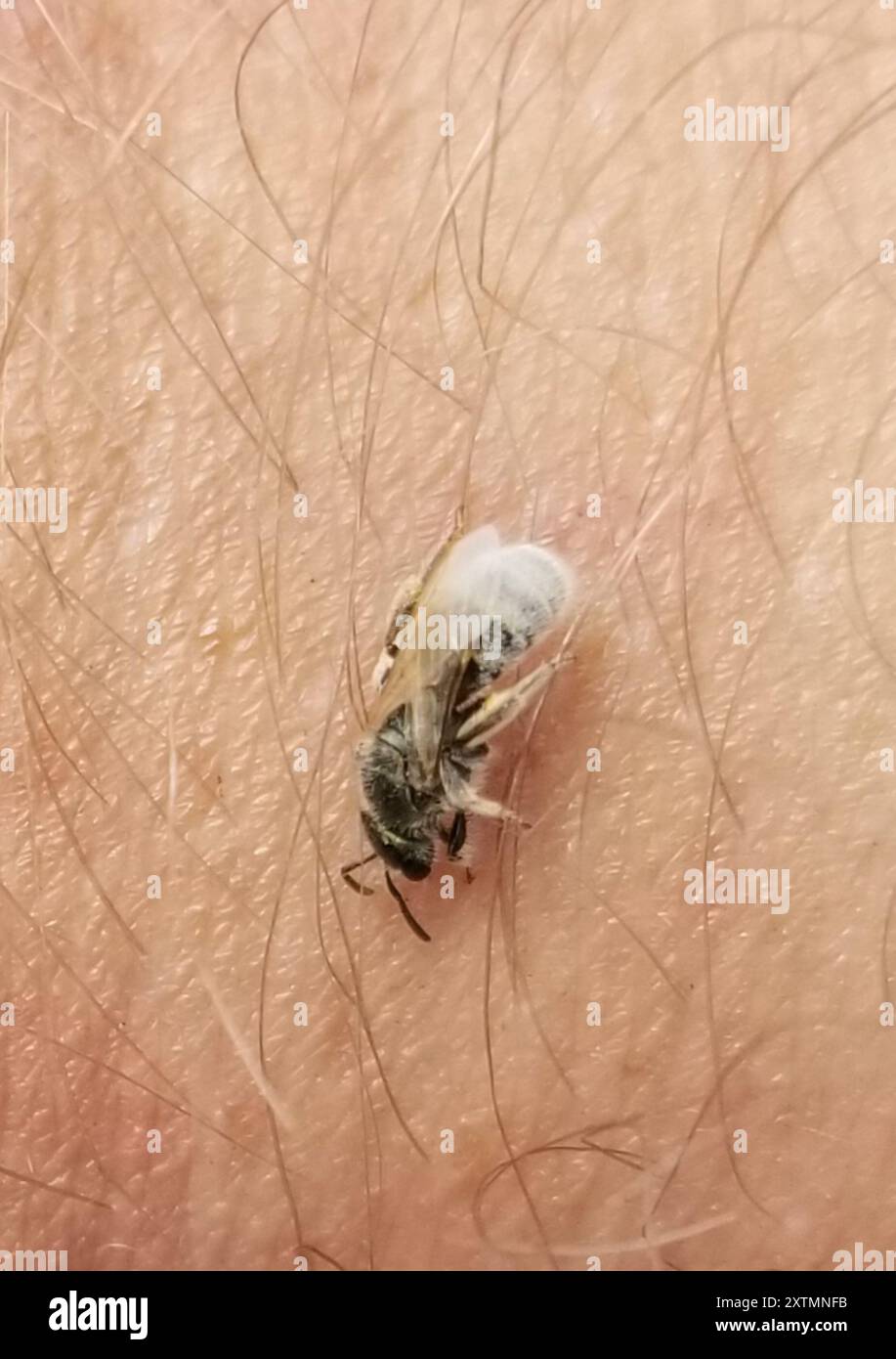 Metallic Sweat Bees (Dialictus) Insecta Stock Photo - Alamy