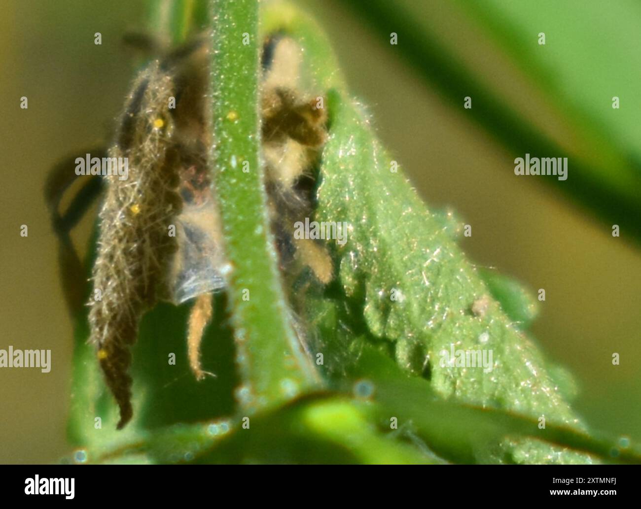 shell flower (Pavonia sepium) Plantae Stock Photo - Alamy
