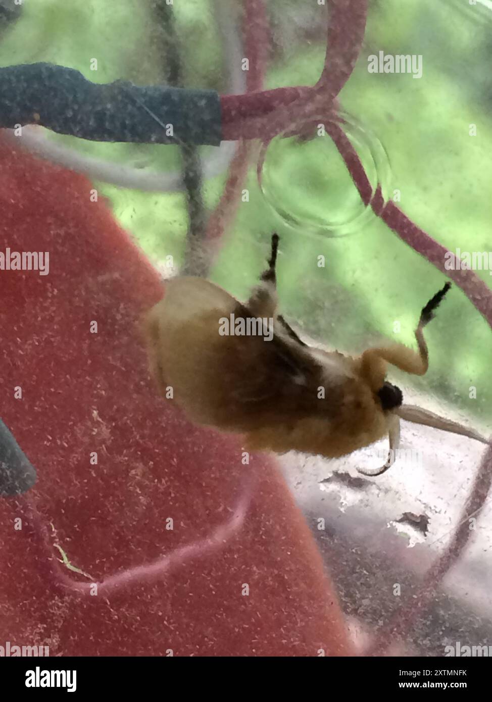 Southern Flannel Moth (Megalopyge opercularis) Insecta Stock Photo - Alamy