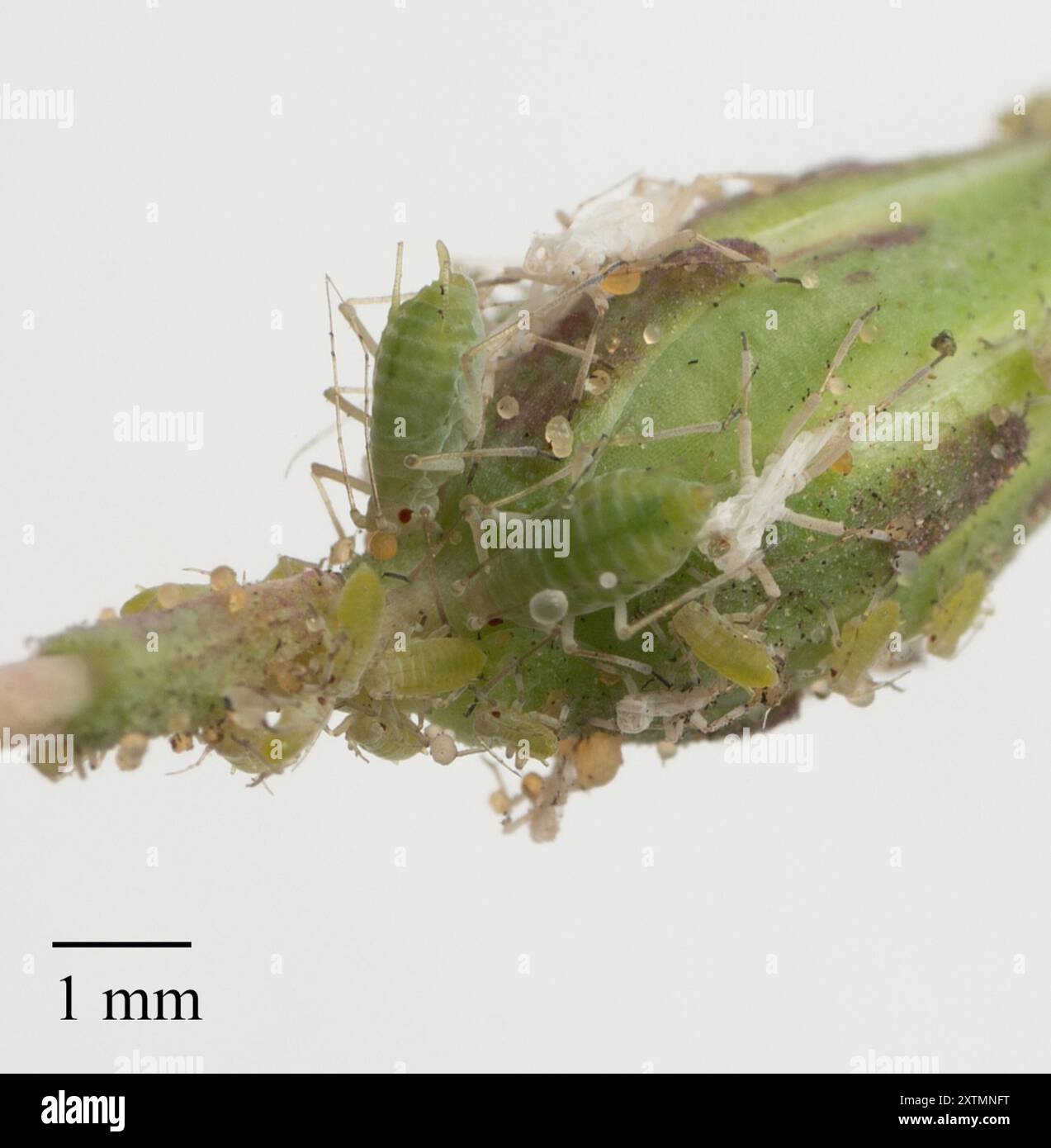 Prickly Lettuce Aphid (Acyrthosiphon lactucae) Insecta Stock Photo - Alamy