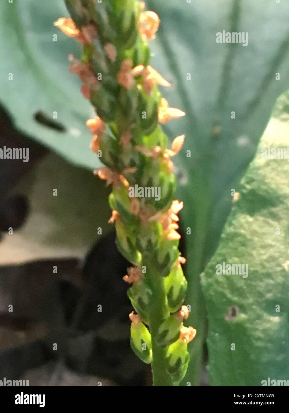 American plantain (Plantago rugelii) Plantae Stock Photo - Alamy