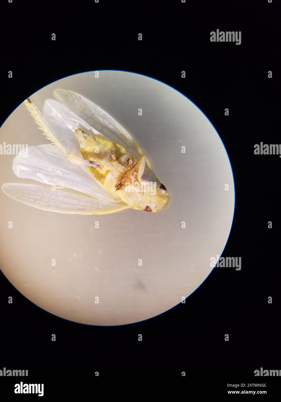 True Hoppers (Auchenorrhyncha) Insecta Stock Photo - Alamy