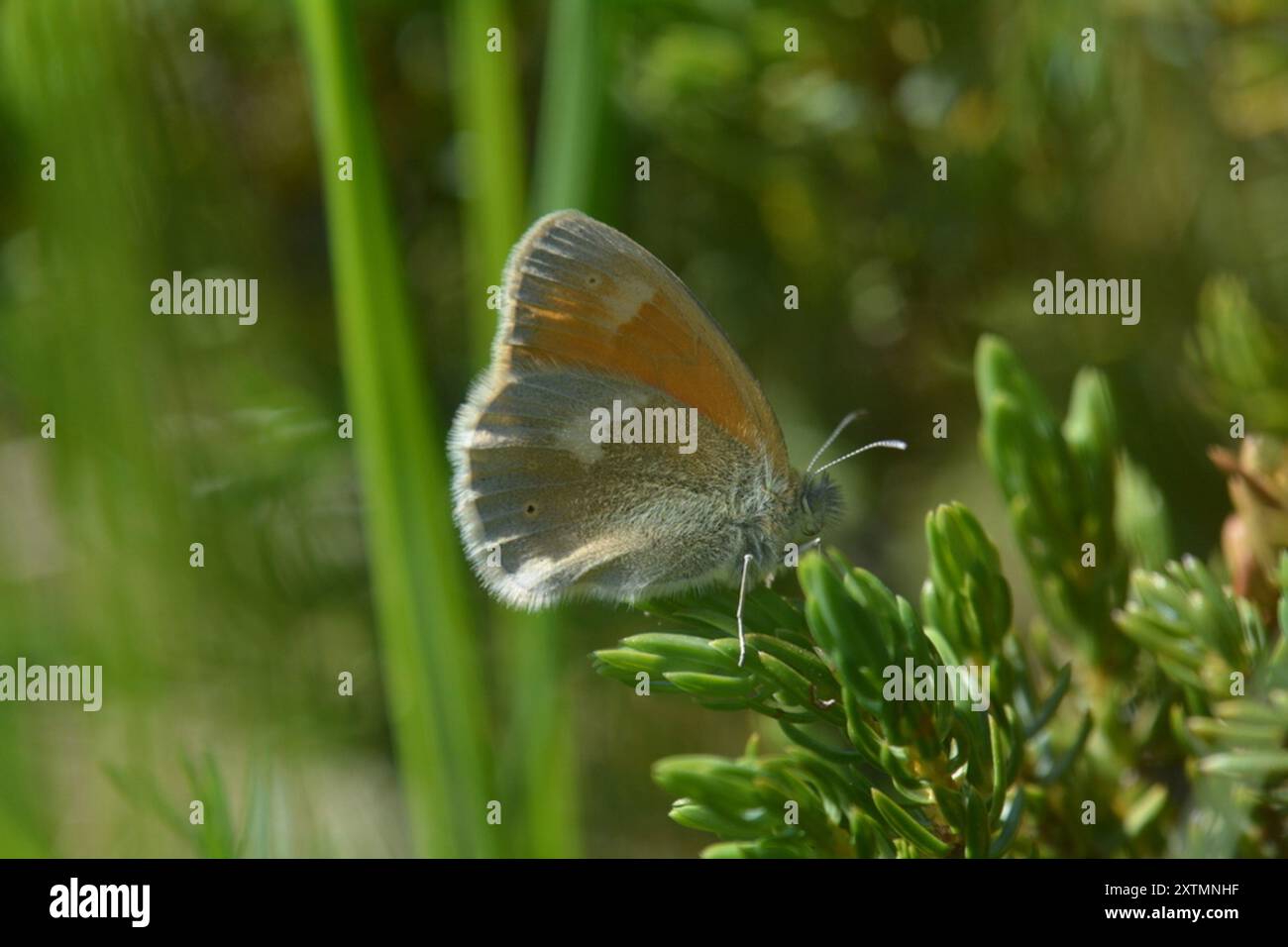 Eastern large Heath (Coenonympha rhodopensis) Insecta Stock Photo - Alamy