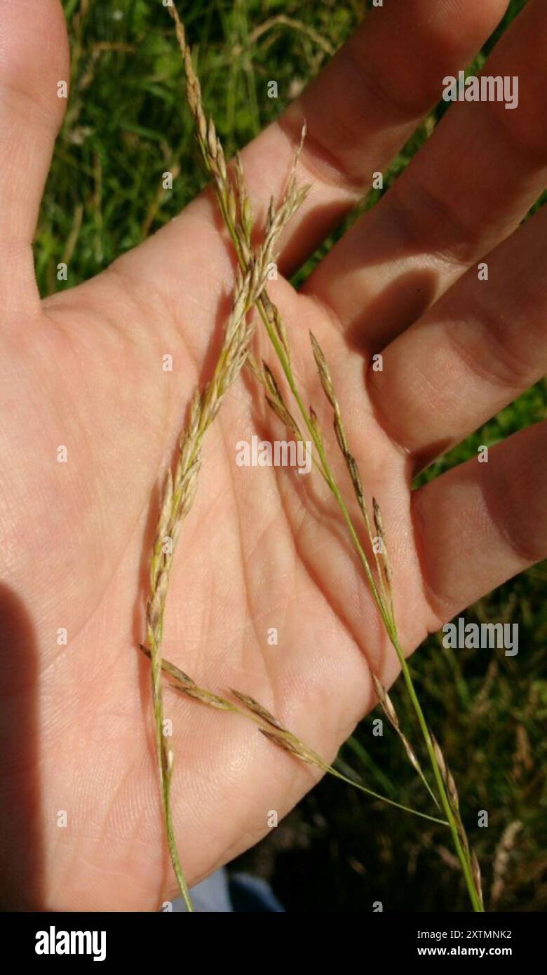 meadow fescue (Lolium pratense) Plantae Stock Photo - Alamy