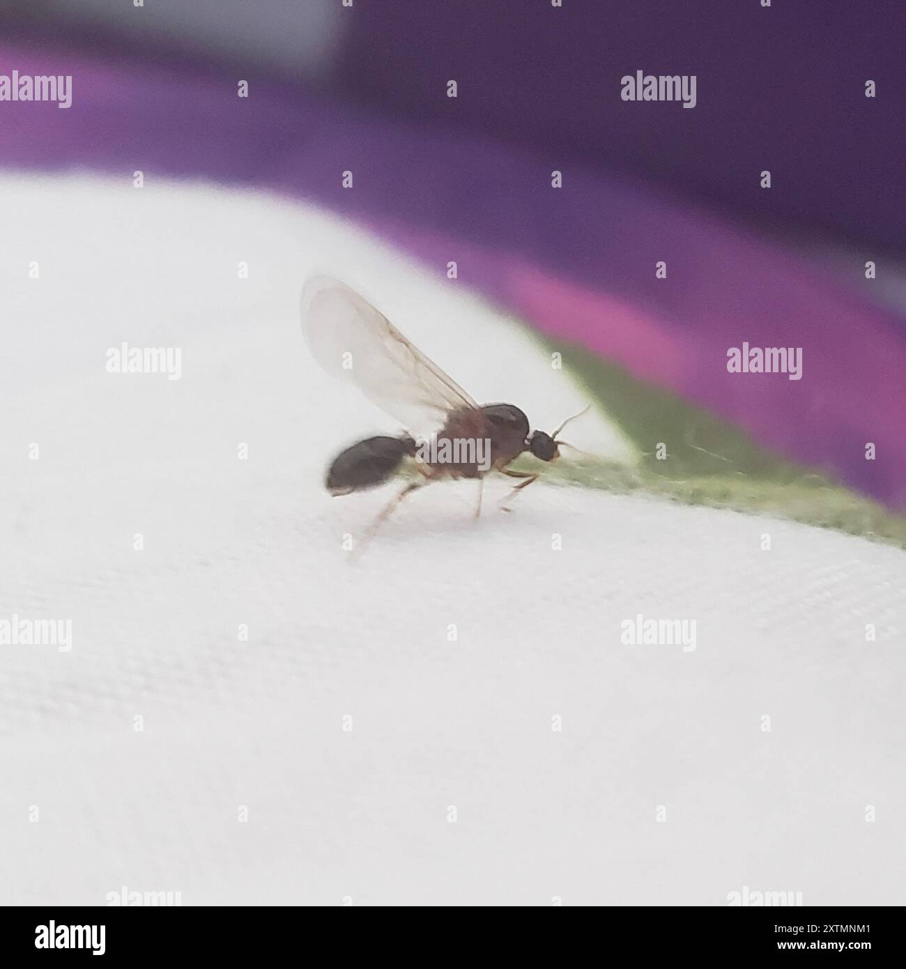 Solenopsis Fire Ants and Thief Ants (Solenopsis) Insecta Stock Photo ...